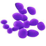 Flonivin® Plus - Flonivin®