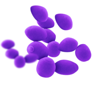 Flonivin® Plus - Flonivin®